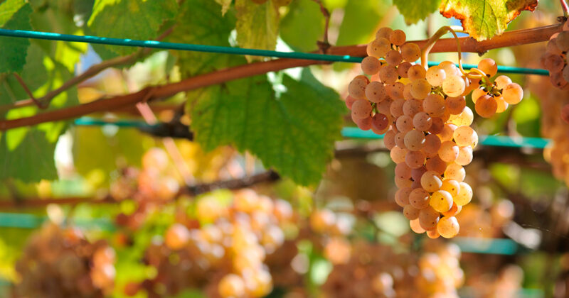 La uva Albariño y su profunda raíz gallega » Vinófilos